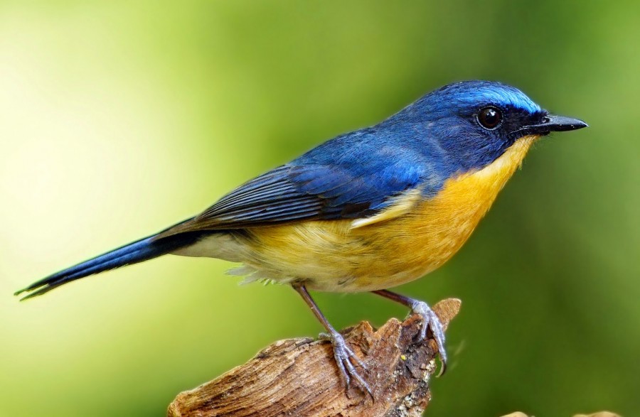 70 Gambar Burung dan jenisnya Dari Berbagai Negara dan Penjelasannya