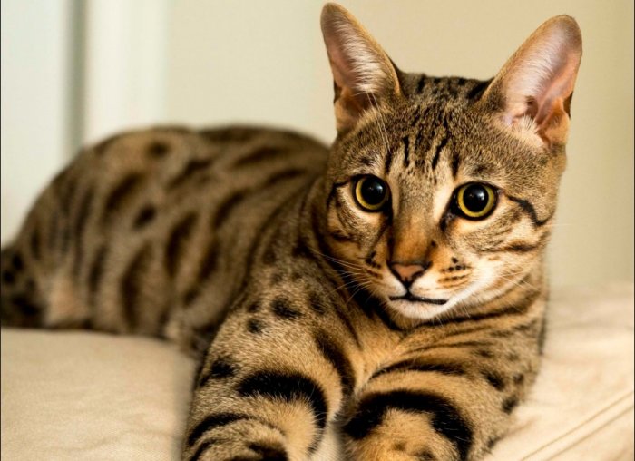 Jenis Kucing Yang Besar